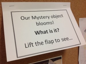 The Mystery Object Inquiry Project | The Curious Kindergarten
